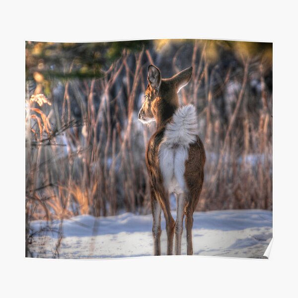 "A Real "Bummer"" Poster for Sale by umpa1 | Redbubble