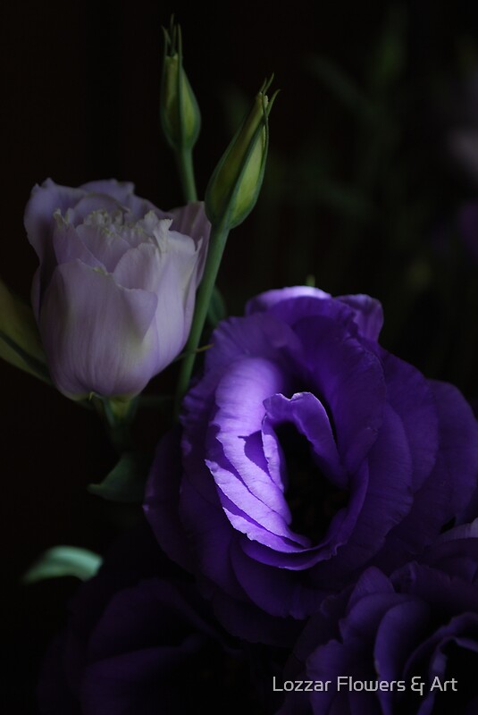 "Purple and mysterious lithianthus" by Lozzar Flowers & Art | Redbubble