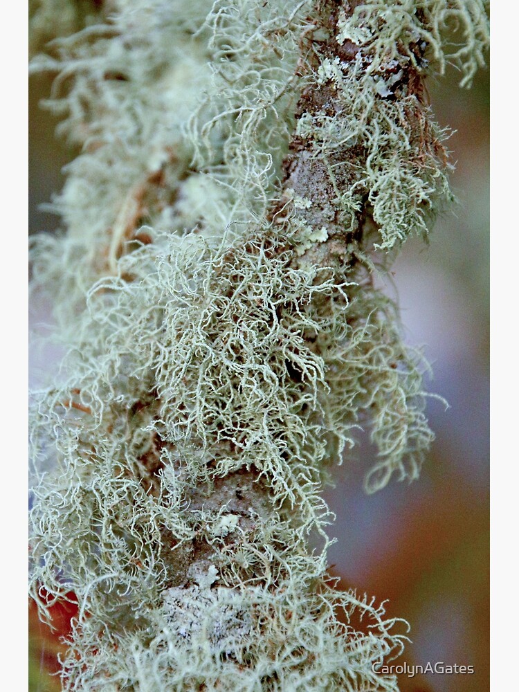 "Lichen 6 Vertical" Poster by CarolynAGates | Redbubble