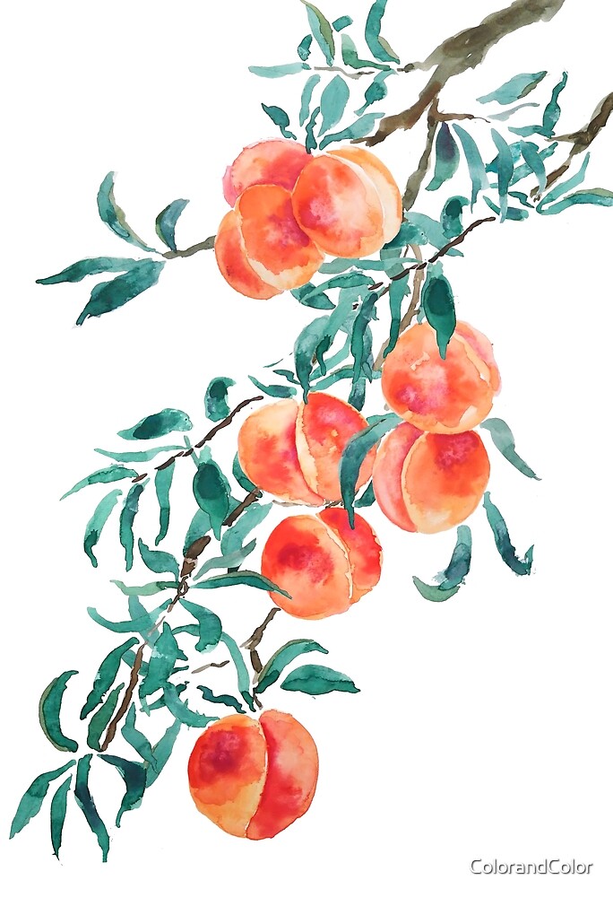 "pink peach watercolor " by ColorandColor | Redbubble