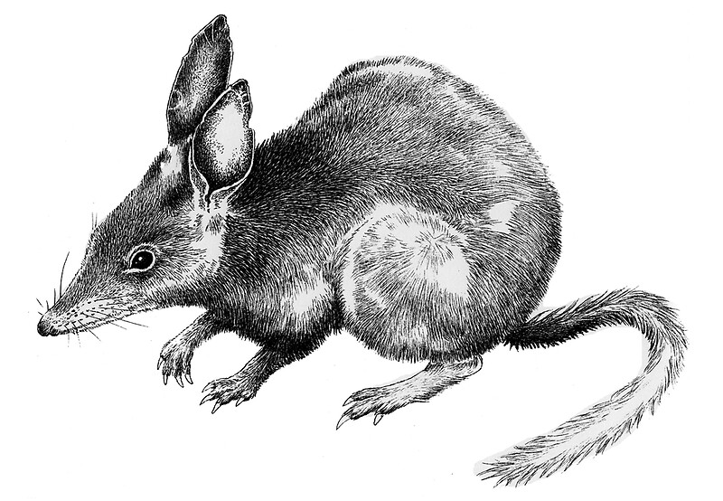 "Bilby" by robertemerald | Redbubble