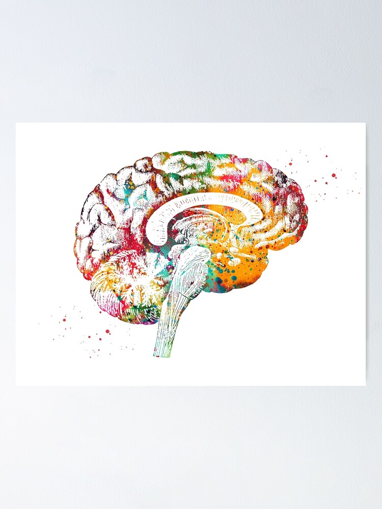 "Brain anatomy cross section" Poster for Sale by erzebetth | Redbubble