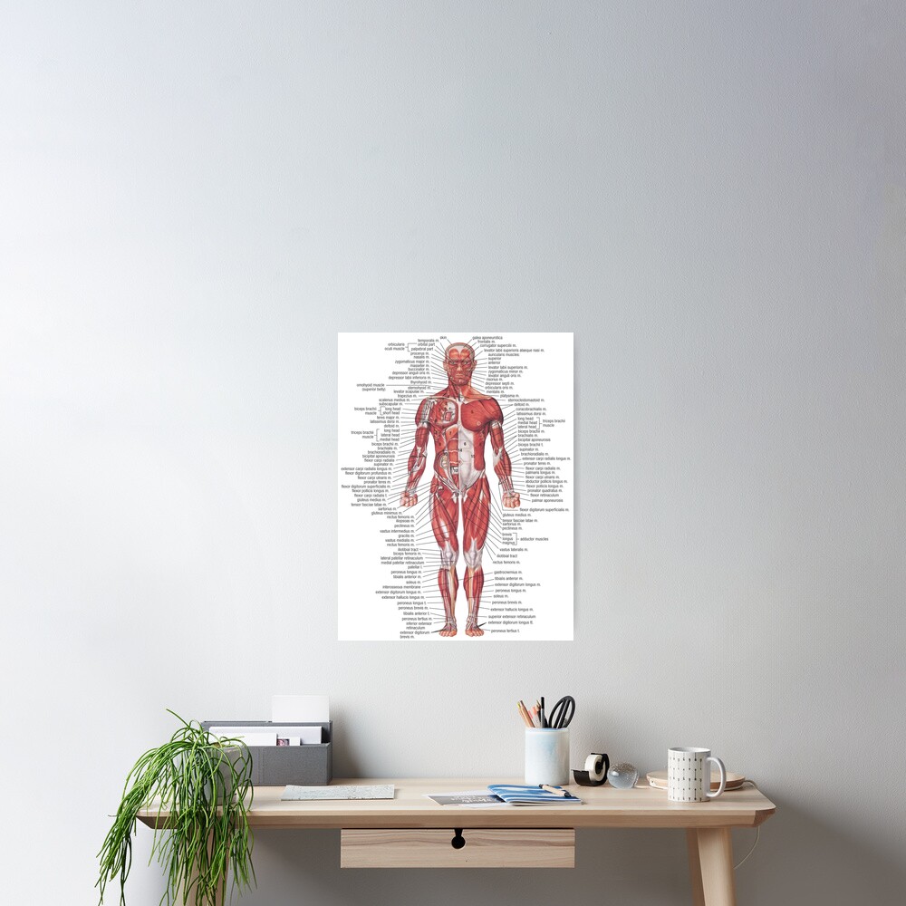 "Muscular System of the Human Body" Poster for Sale by Hoorahville ...