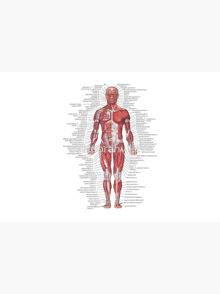 Diagram Of Human Muscular System