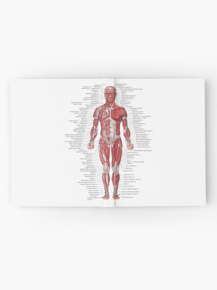 "Muscular System of the Human Body" Hardcover Journal by Hoorahville ...