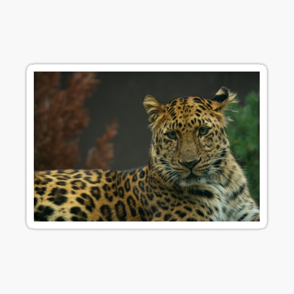 "Young Amur Leopard" Sticker for Sale by rawshutterbug | Redbubble