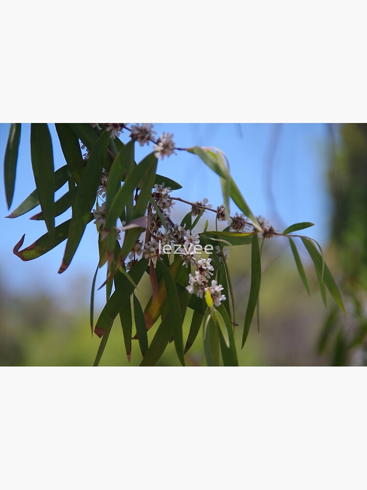 "Western Australian Peppermint (Agonis flexuosa)" Photographic Print by ...