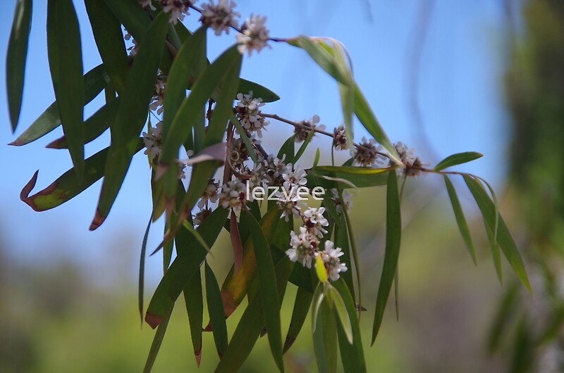 "Western Australian Peppermint (Agonis flexuosa)" by lezvee | Redbubble