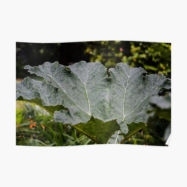 "Rheum leaf" Poster by Asiantiger247 | Redbubble