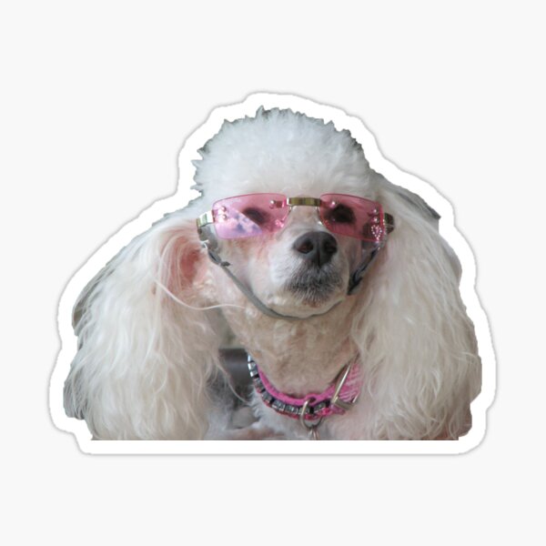 "skinny fashion dog with sunglasses" Sticker by kelseynix26 | Redbubble