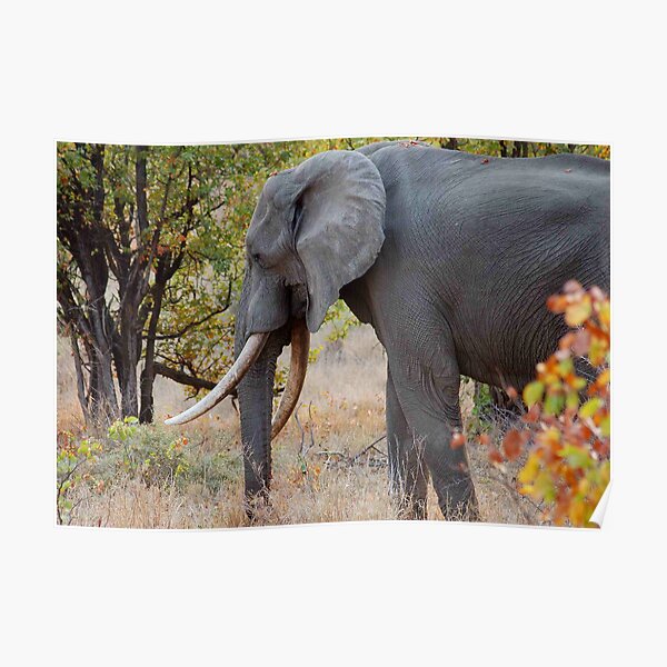 "TUSKERS OF "THE KRUGER NATIONAL PARK"" Poster by mags | Redbubble