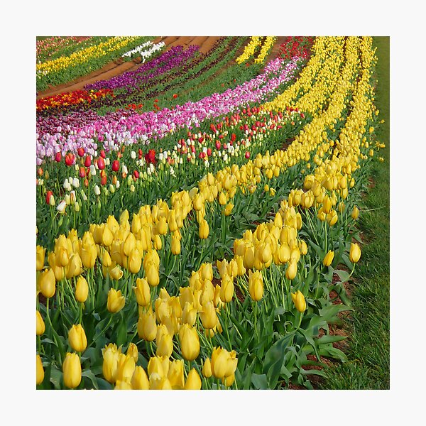 "Swathes of Colour" Photographic Print for Sale by GeorgieH | Redbubble