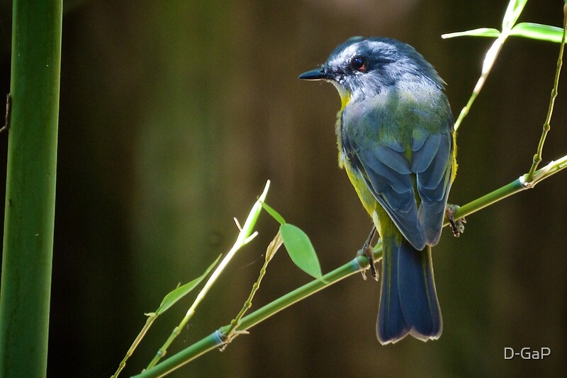 "Yellow Bellied Robin" by D-GaP | Redbubble