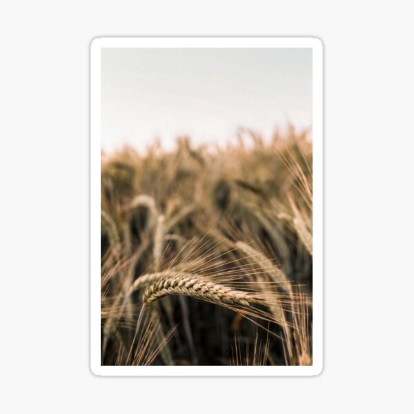 "Field of Rye" Sticker by cedricurbany | Redbubble