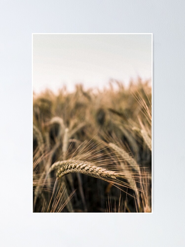 "Field of Rye" Poster by cedricurbany | Redbubble