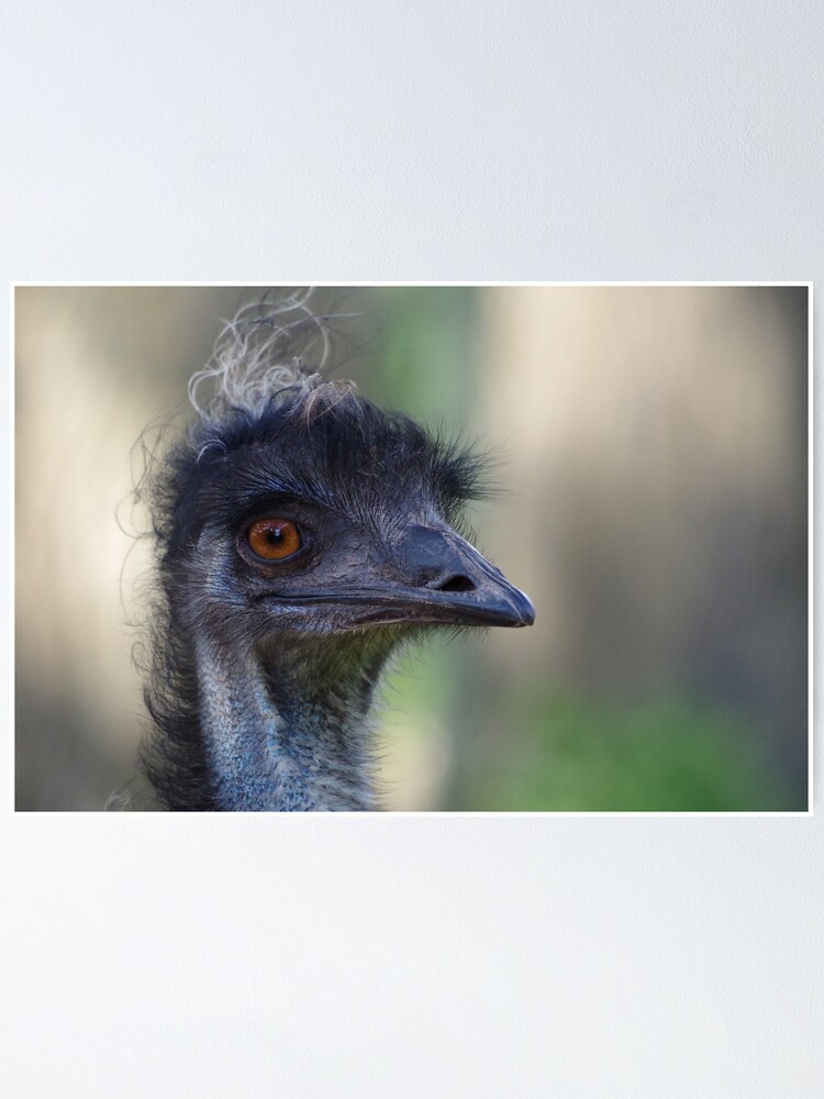 "Face of an Emu" Poster by CORNISHPHOTOS | Redbubble
