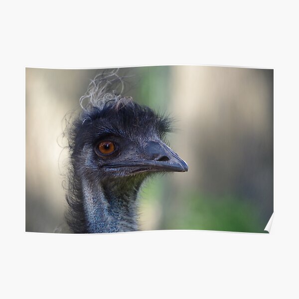 "Face of an Emu" Poster by CORNISHPHOTOS | Redbubble
