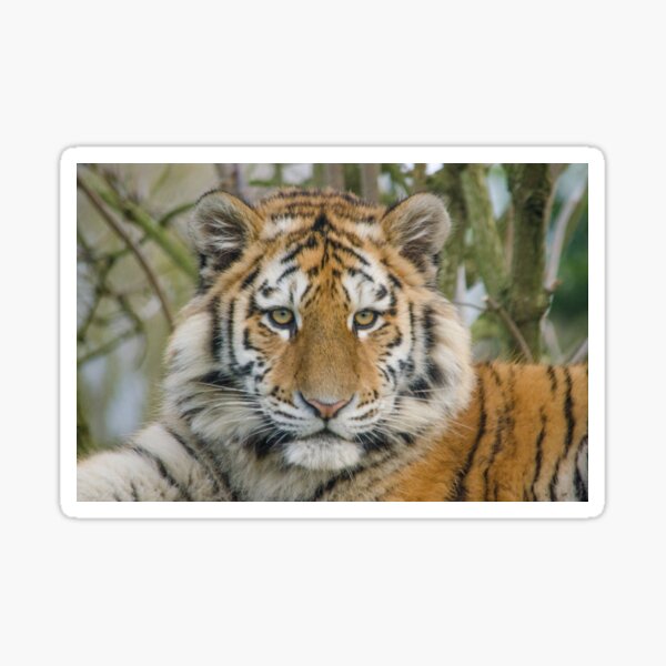 "Tiger cub portrait" Sticker by photosbygemmad | Redbubble