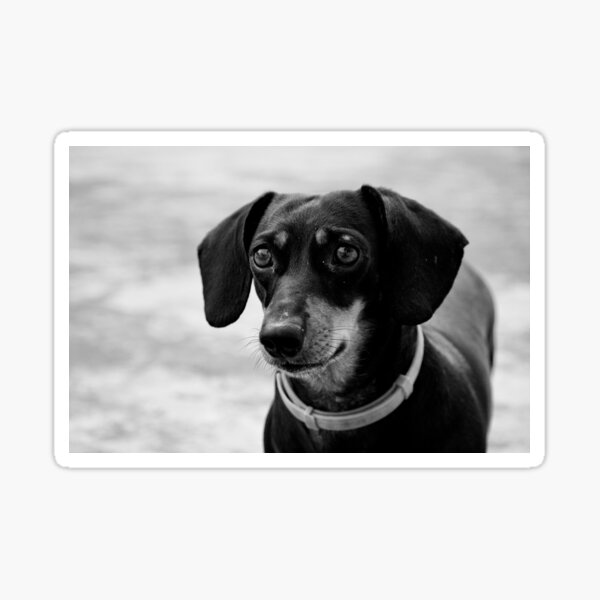 "Hm?" Sticker for Sale by Adshree | Redbubble