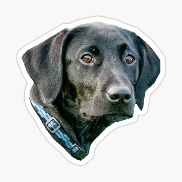 "Black Lab Puppy" Sticker by Dalyn | Redbubble