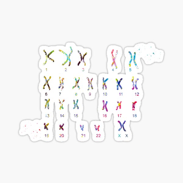 " Female Chromosome idiogram" Sticker for Sale by erzebetth | Redbubble