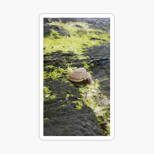 "Washed up clam" Sticker for Sale by sorioffantasy | Redbubble