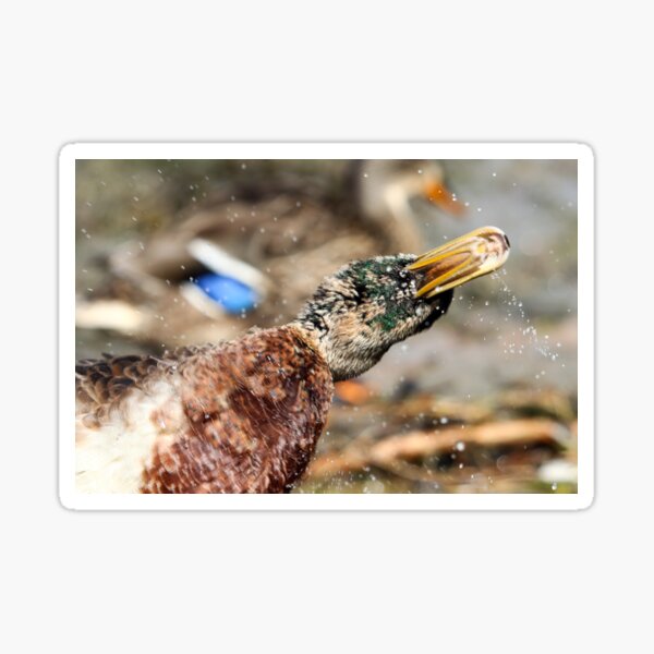 "Mallard head shake" Sticker for Sale by GreyFeatherPhot | Redbubble