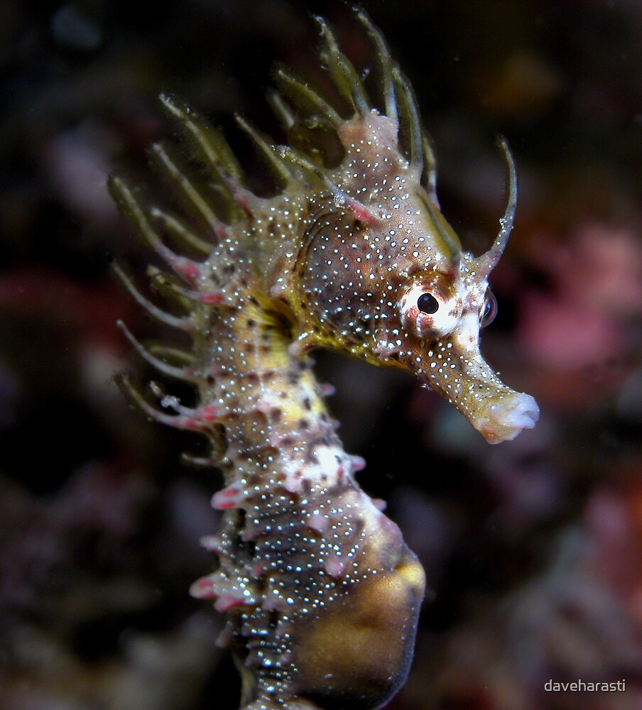 "Short Head Seahorse (Hippocampus breviceps)" by daveharasti | Redbubble