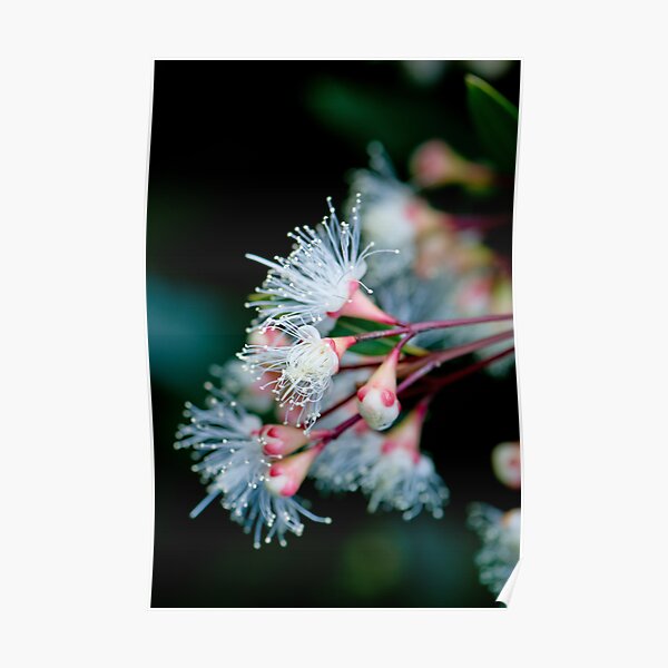 "Lilly Pilly" Poster by FineArtPhoto | Redbubble