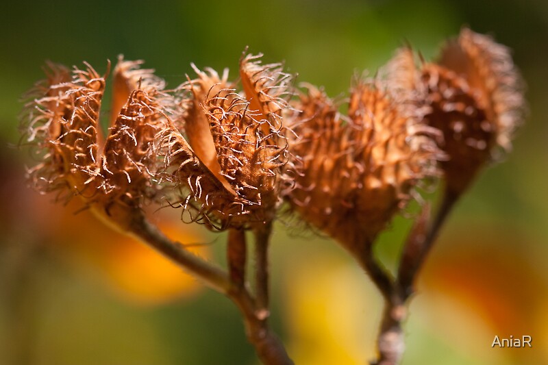 Beuk Bloem - Bloemen