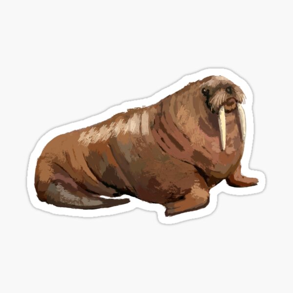 Walrus Stickers | Redbubble