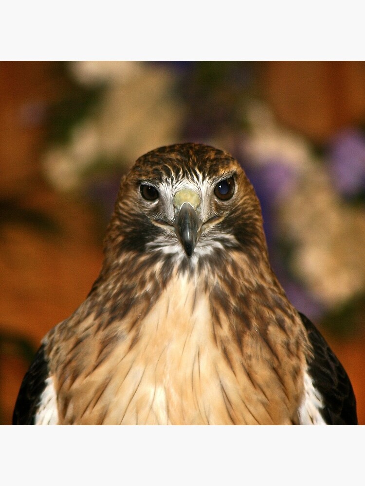 "Stare" Poster by cprevite | Redbubble