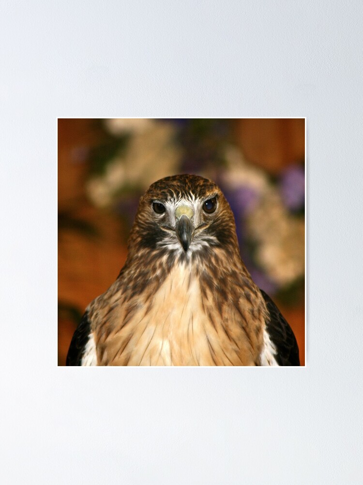 "Stare" Poster by cprevite | Redbubble