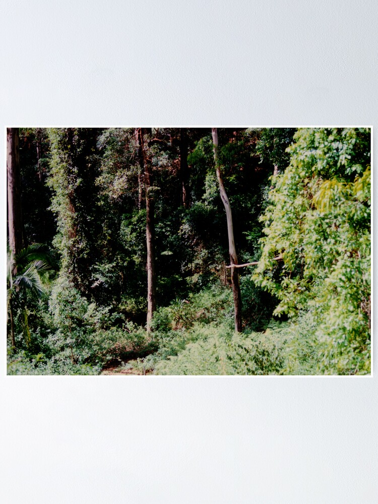 "The Bush - a Photomatix HDR experiment." Poster by hugh023 | Redbubble