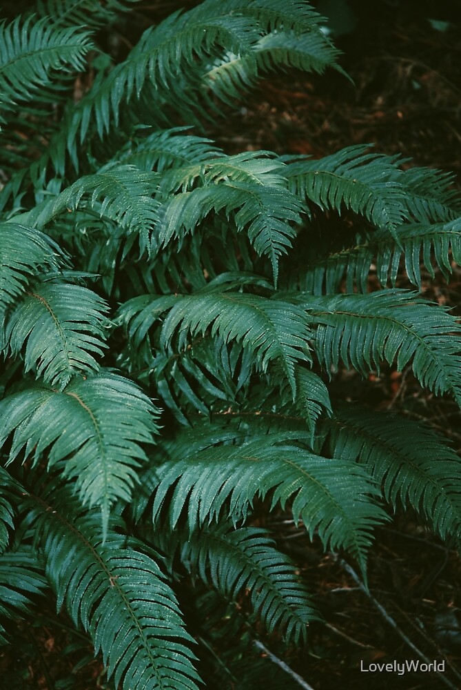 "Deep Green Fern Plant" by LovelyWorld | Redbubble