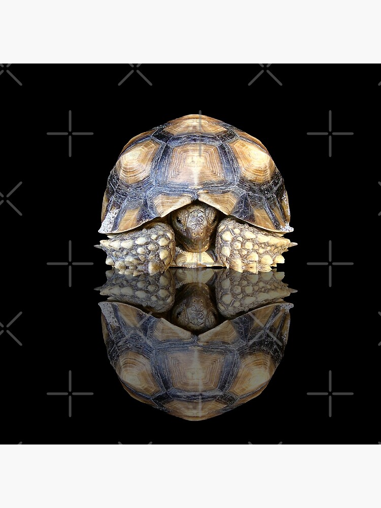 "Juvenile Sulcata Tortoise with Reflection" Poster by misimichu | Redbubble