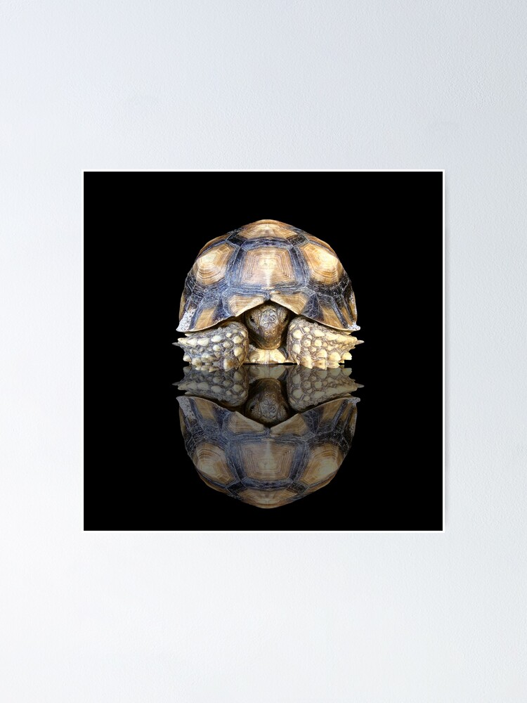 "Juvenile Sulcata Tortoise with Reflection" Poster by misimichu | Redbubble