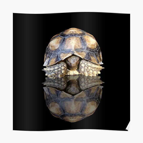 "Juvenile Sulcata Tortoise with Reflection" Poster by misimichu | Redbubble