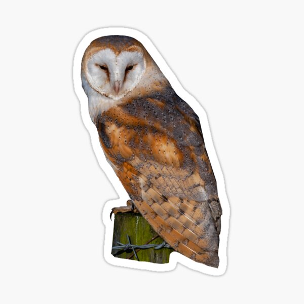 "Barn Owl perch and pounce hunting" Sticker by Dalyn | Redbubble