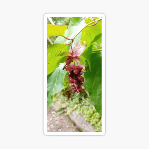 "Himalayan Honeysuckle" Sticker for Sale by CORNISHPHOTOS | Redbubble