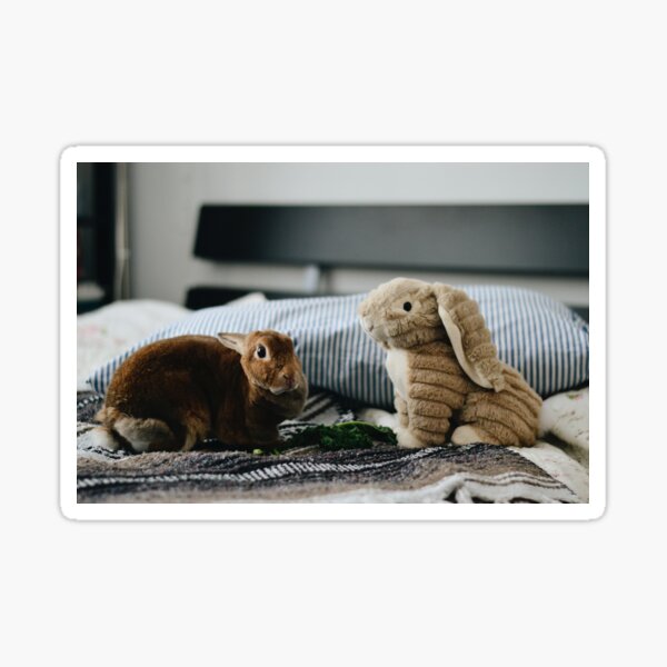 "Little bunny rabbit and friend" Sticker by Anguru | Redbubble