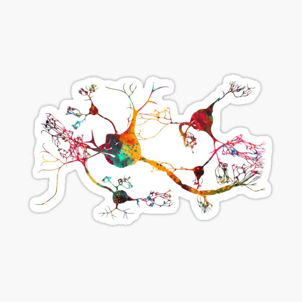 " Neurons and nervous system" Sticker by erzebetth | Redbubble