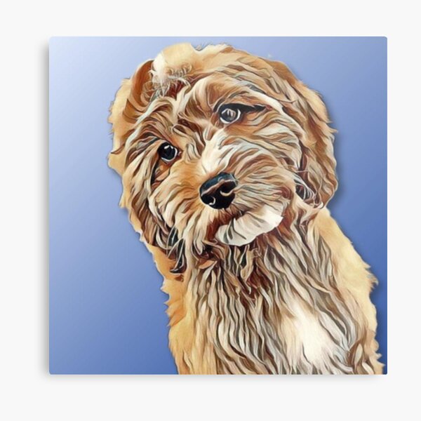 Apricot All You Need Is Love And A Cockapoo