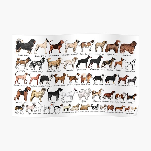 "Purebred Dog Breeds" Poster for Sale by DusicaP | Redbubble