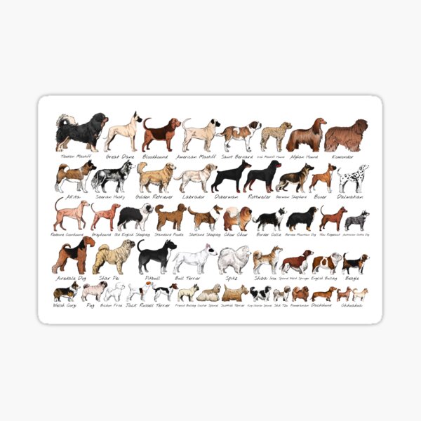 "Purebred Dog Breeds" Sticker for Sale by DusicaP | Redbubble