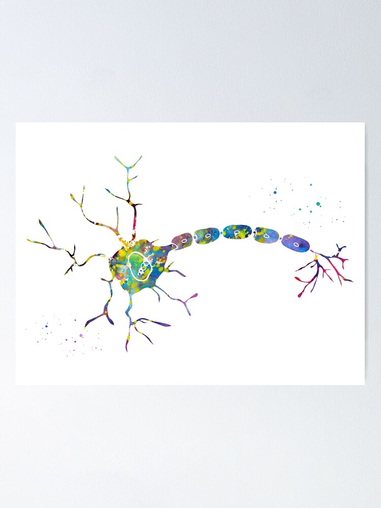 "Anatomy of a typical human neuron" Poster for Sale by erzebetth ...