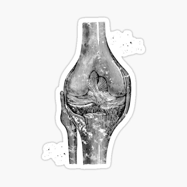 " Knee bone" Sticker for Sale by erzebetth | Redbubble