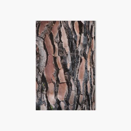 "Tuart Bark, WA (Eucalyptus gomphocephala)" Art Board Print for Sale by ...