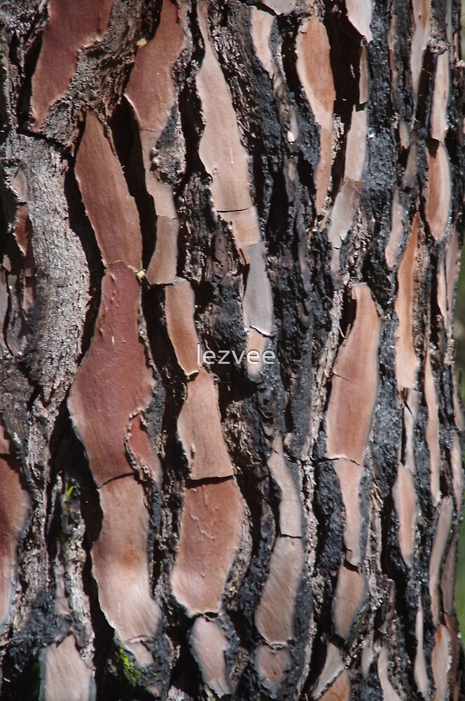"Tuart Bark, WA (Eucalyptus gomphocephala)" by lezvee | Redbubble