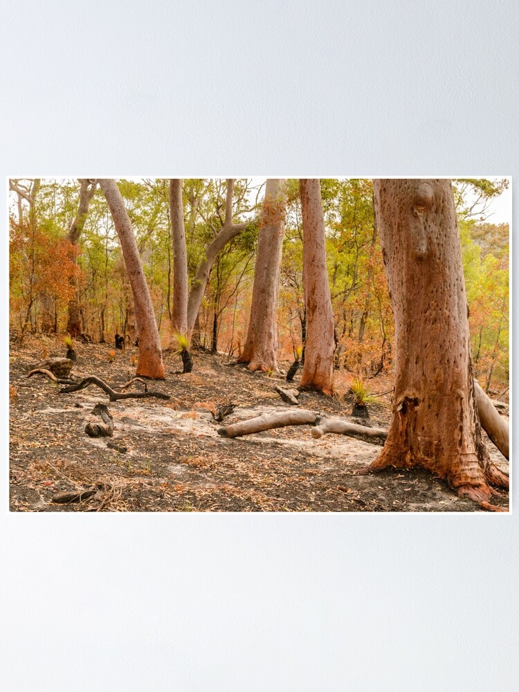 "Life after Fire 03" Poster by fotoWerner | Redbubble